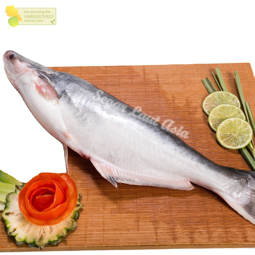Jual Ikan Patin Segar Ikan Patin Fresh Ikan Patin 1kg Shopee Indonesia