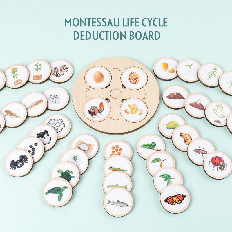 Jual Wooden Montessori Life Cycle Board Set Mainan DIY Pengenalan ...