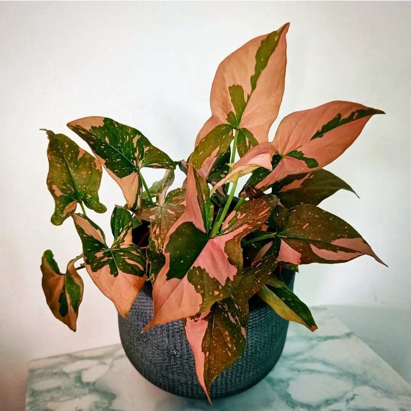 Jual Syngonium pink splash/ Tanaman hias varigata / janbol monstera ...