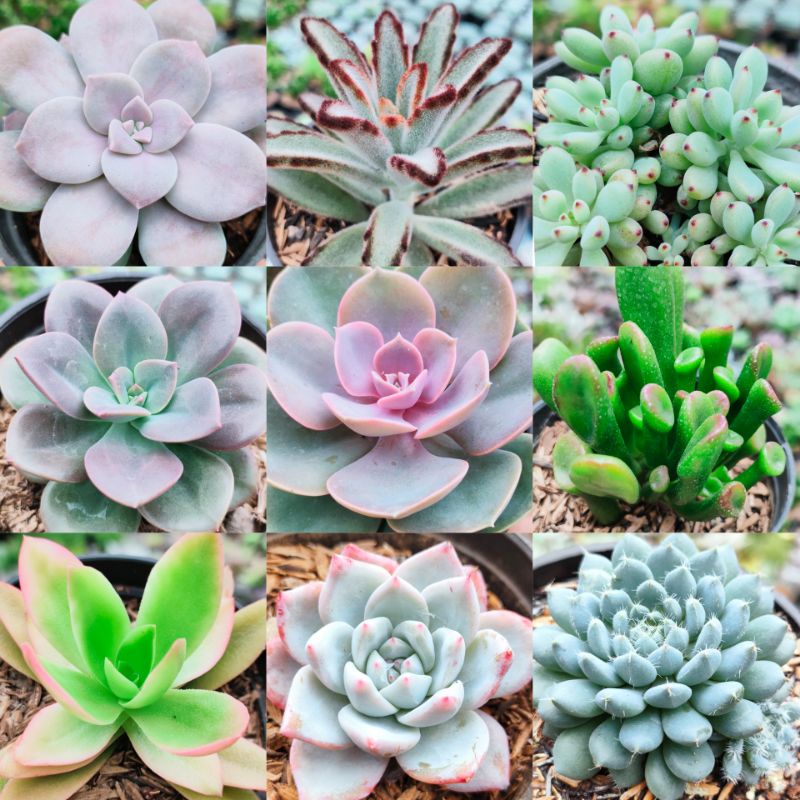 Jual Kaktus Sukulen Bebas Pilih Jenis FREE POT HITAM Sekulen Tanaman ...