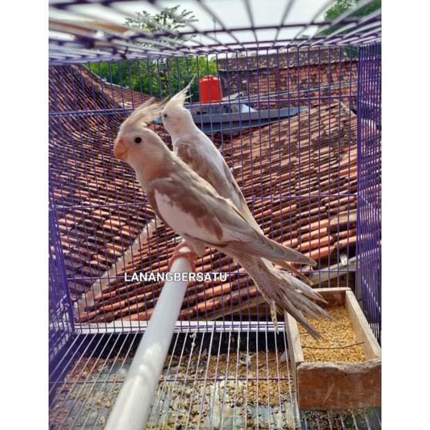 Jual BURUNG PARKIT AUSTRALIA ATAU FALK WARNA WHITE FACE | Shopee Indonesia