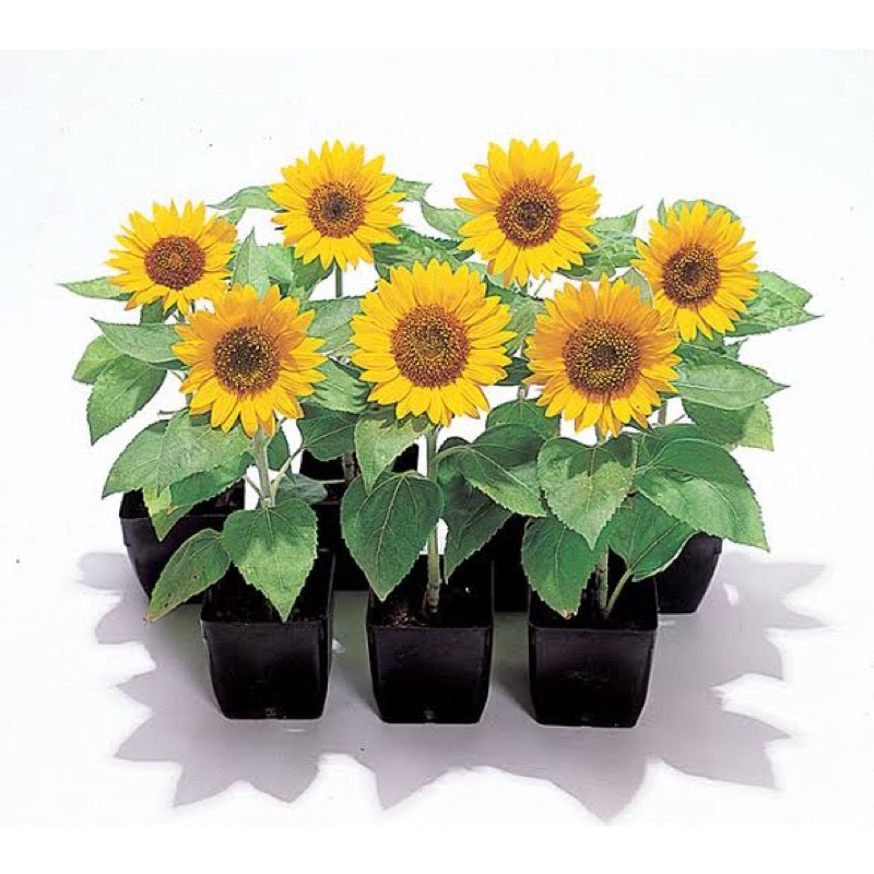 Jual Benih/Bibit/Biji Bunga Matahari Sunflower Big Smile - Sun Flower ...