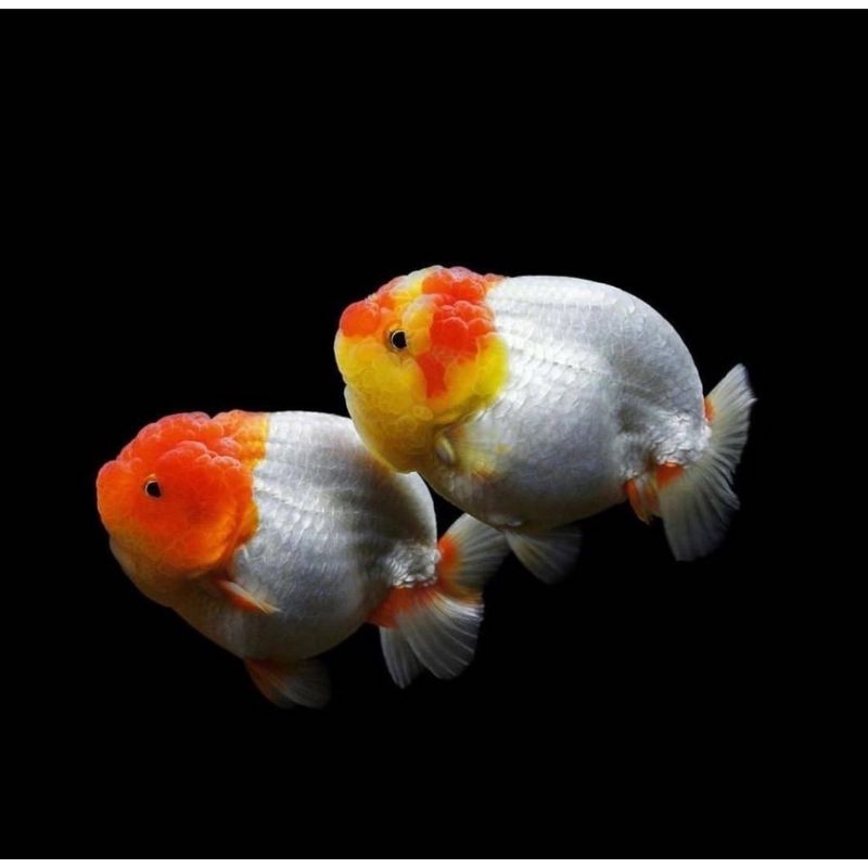 Jual ikan mas koki baby ranchu lion | Shopee Indonesia