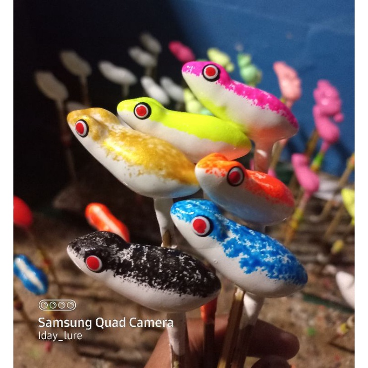 Jual cangkang sofrog 4,5 cm | Shopee Indonesia