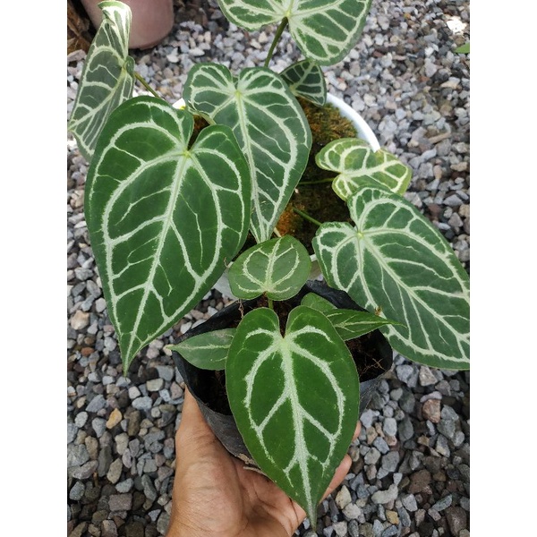 Jual anthurium silver blush | Shopee Indonesia
