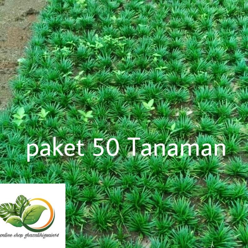 Jual paket 50 Tanaman hias kucai mini - pohon kucai mini | Shopee Indonesia