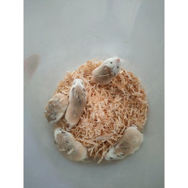 Jual hamster roborovski | Shopee Indonesia