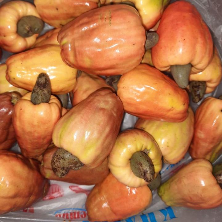 Jual Original Buah Mete / Jambu Mede #FRESH / Jambu Monyet Jambu Mete ...