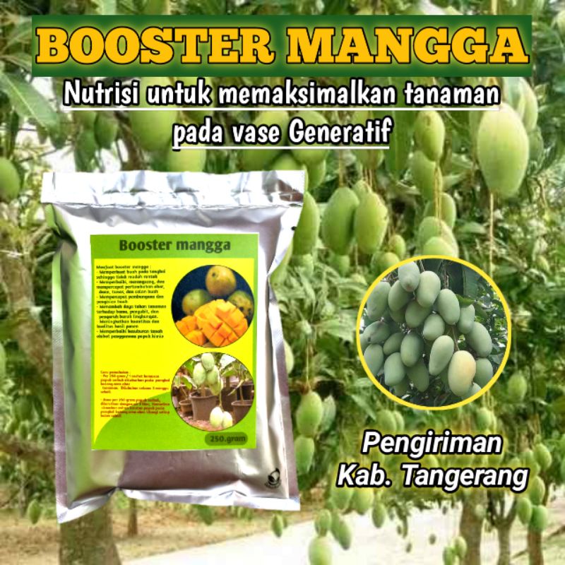 Jual Pupuk booster mangga perangsang bunga dan pelebat buah kemasan 250 gram bisa cod promo ...
