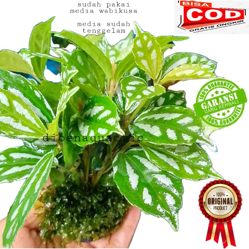 Jual tanaman aquascape mutiara batik please Moss pelia jelly media ...