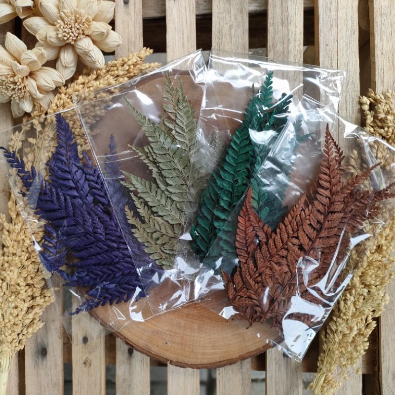 Jual Pakis kering 12-15 helai daun pakis bahan mahar dekorasi mahar ...