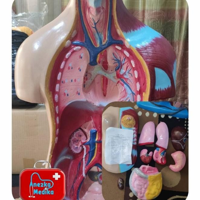 Jual Phantom/Manekin/Manikin/Organ Tubuh Manusia Torso Wanita/Torso ...