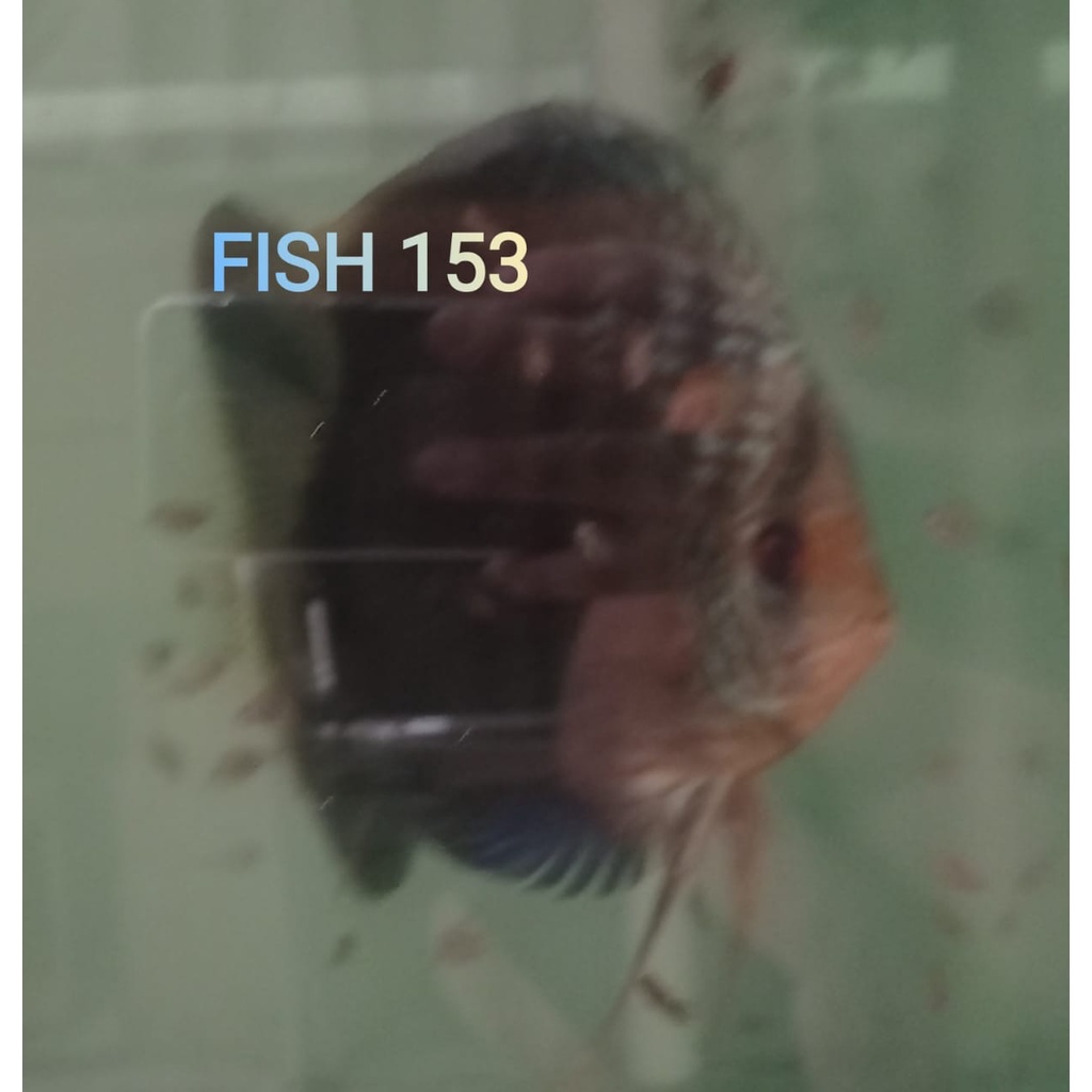 Jual Discus Heckel Cross 1 cm s/d 1 inch | Shopee Indonesia
