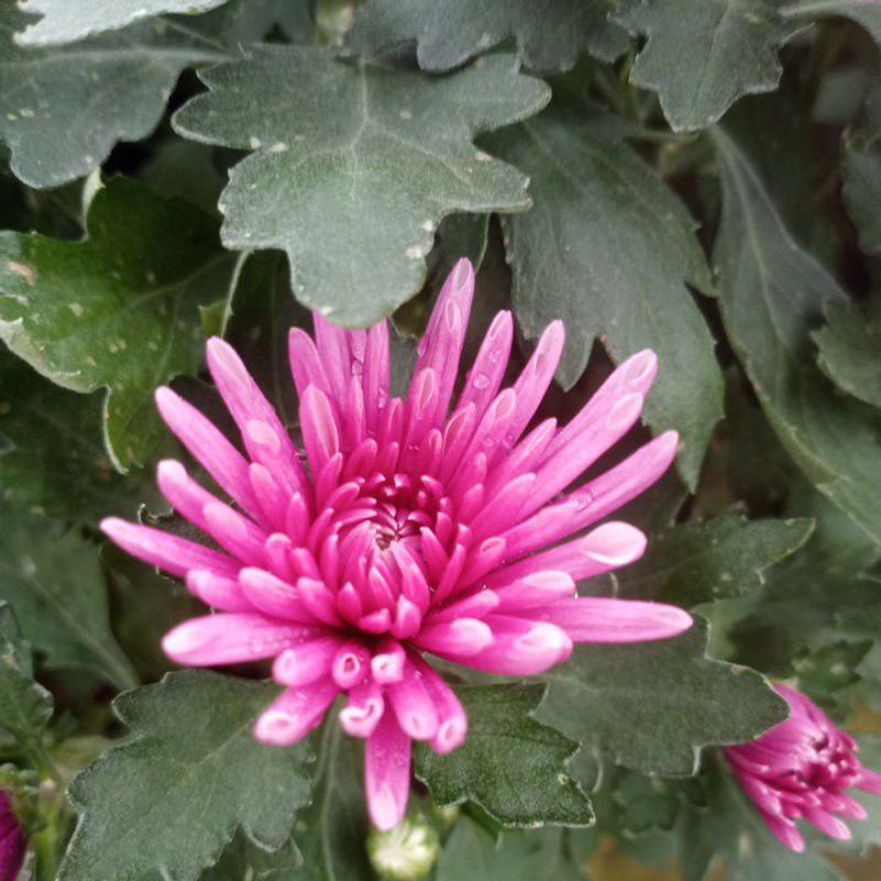 Jual Bunga krisan pot rimbun 6 pohon 1 warna | Shopee Indonesia