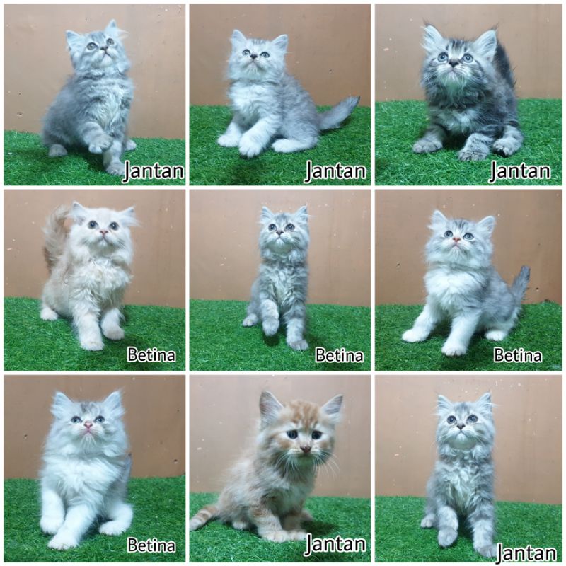 Jual Jual anakan kucing Kitten persia 2.5 bulan jantan betina angora ...