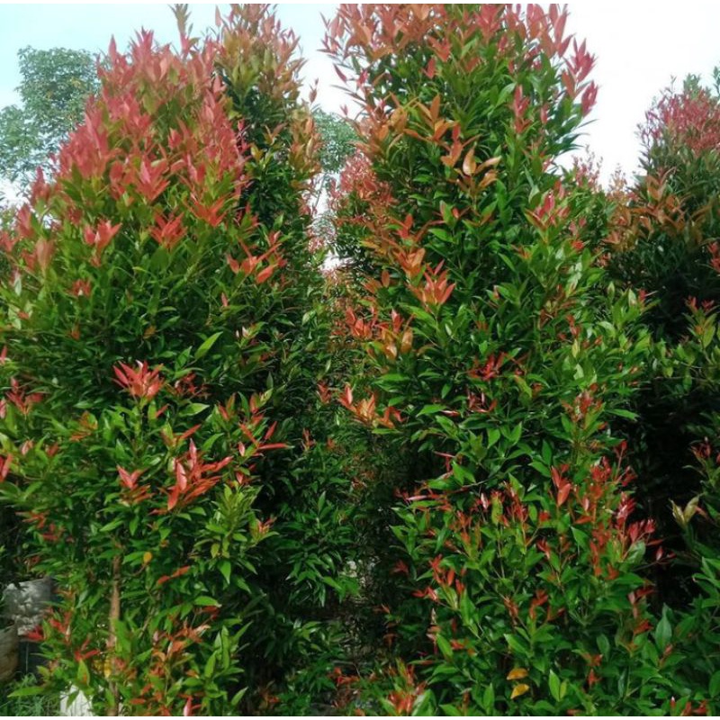 Jual tanaman pucuk merah tinggi 1 meter rimbun tanaman pagar dan bonsai ...