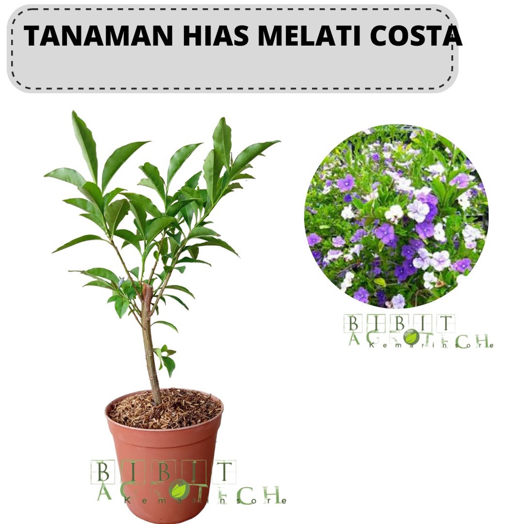 Jual Bibit Melati Costa/Bunga Melati Costa Warna Putih dan Ungu Unik ...