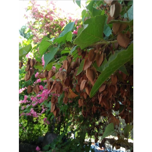 Jual 100 biji bunga Amp ( air mata pengantin ) | Shopee Indonesia