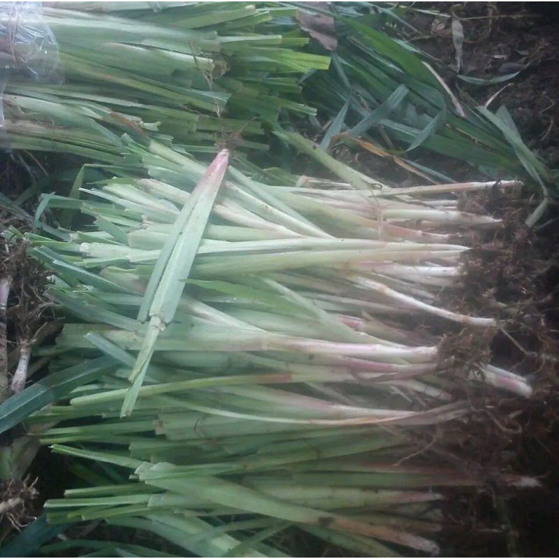 Jual 1 kg Bibit Rumput Sataria pakan ternak alternatif bibit rumput ...