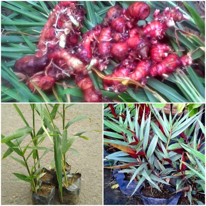Jual Bibit Jahe Merah super | Shopee Indonesia
