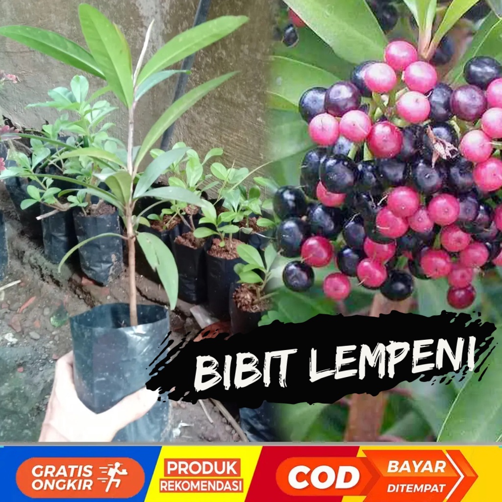 Jual Bibit tanaman pohon lempeni Lampeni Ardisia elliptica | Shopee ...