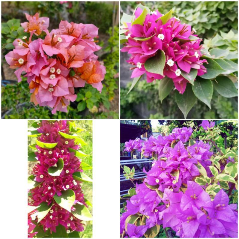 Jual PROMO bibit bugenvil cutting stek batang sudah diberi penumbuh ...