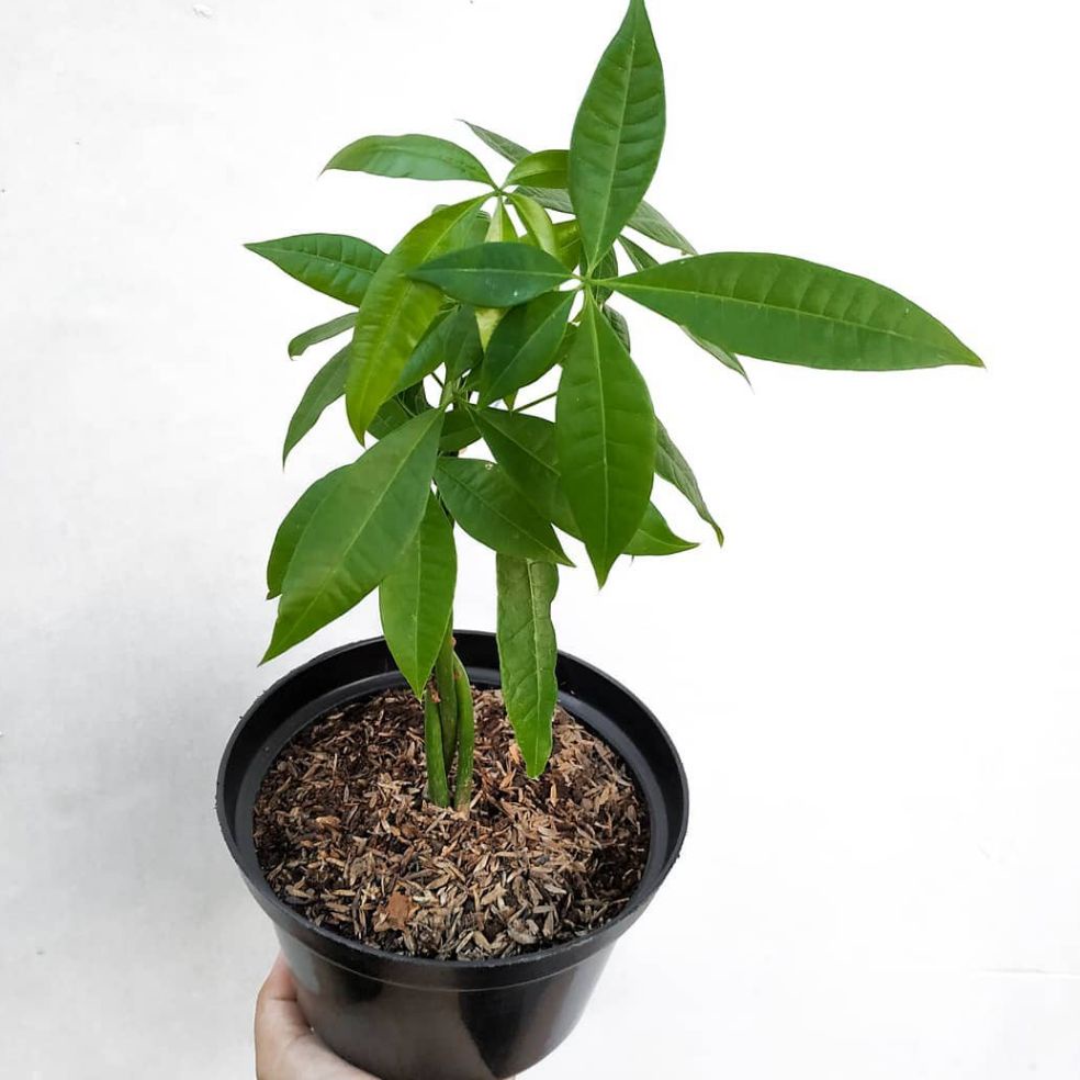 Jual Tanaman hias pachira kepang 3 / tanaman pachira / tanaman hias ...