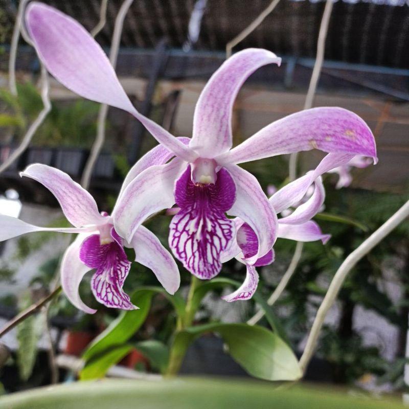 Jual Anggrek dendrobium keriting putih lidah ungu | Shopee Indonesia
