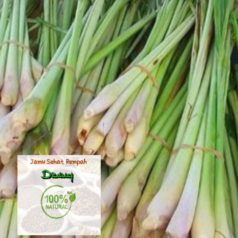 Jual BATANG SERAI/SEREH SEGAR FRESH andropogon nardus | Shopee Indonesia