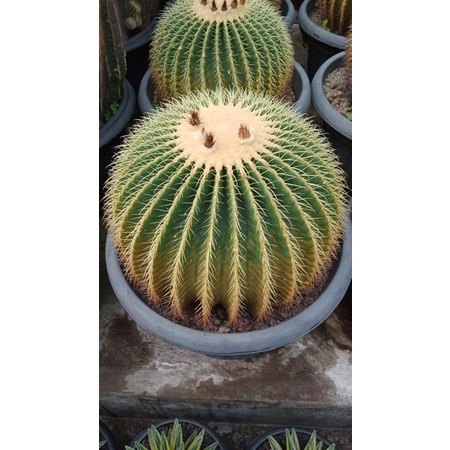 Jual golden barrel jumbo (ecino cactus grusonni) | Shopee Indonesia