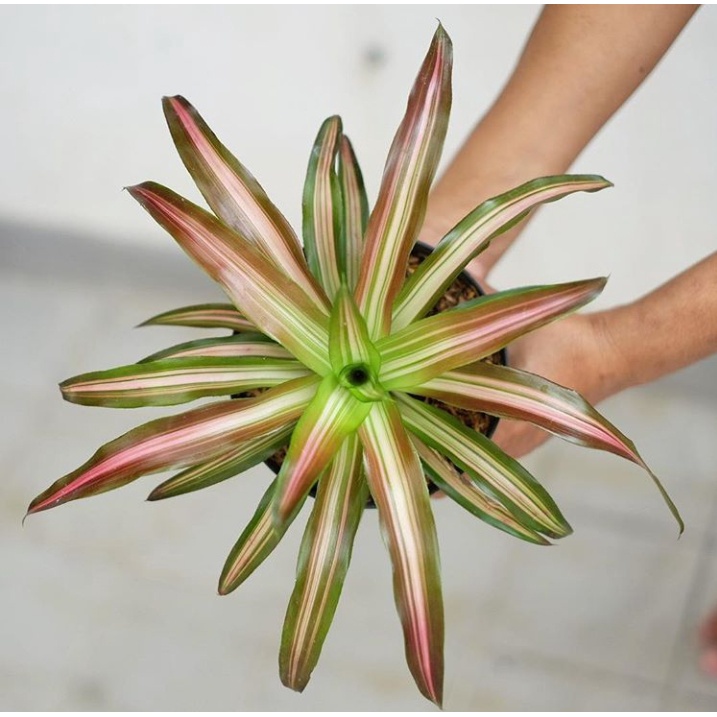 Jual Tanaman Hias Bromeliad Tricolor / tanaman hias bromelia tree ...