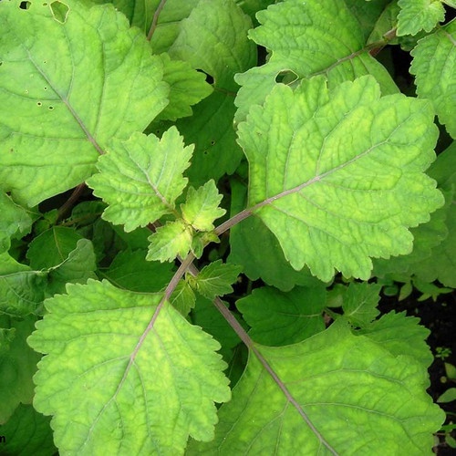 Jual daun nilam segar obat herbal alami | Shopee Indonesia