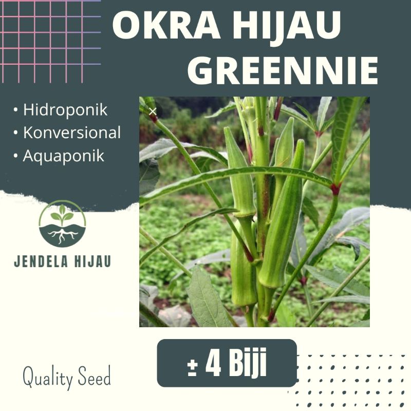 Jual Benih OKRA Hijau GREENNIE Known-You Seed - Bibit Tanaman Sayuran ...