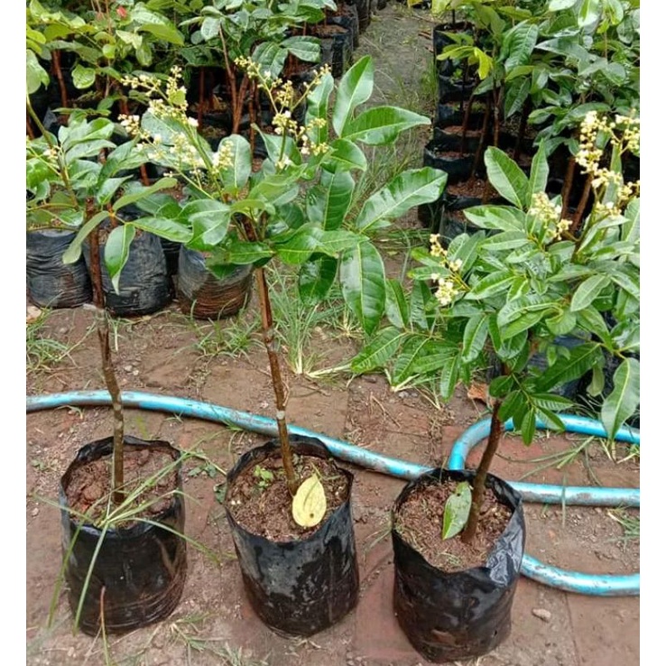 Jual Bibit Pohon Kelengkeng Mata Lada/Aroma durian(Tinggi 60-80 cm ...