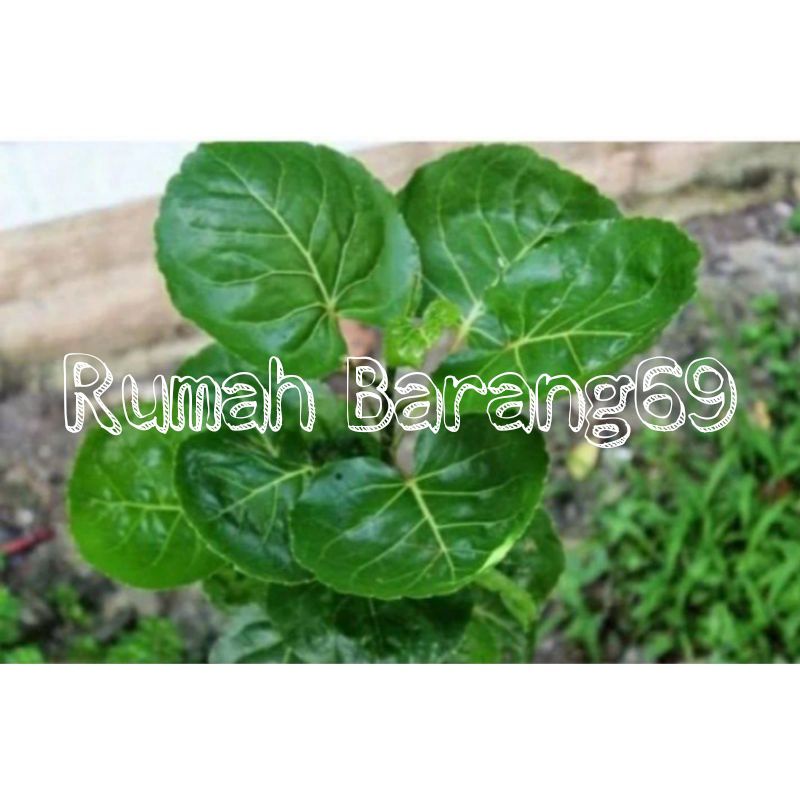 Jual Bibit STEK tanaman mangkokan | Shopee Indonesia