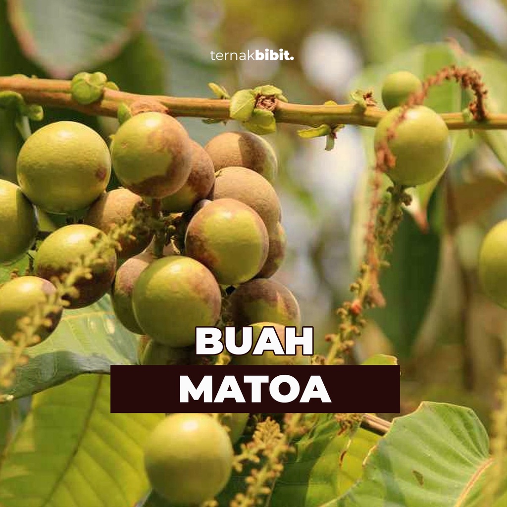 Jual TERNAKBIBIT - Bibit Buah Matoa Asli Super Genjah Siap Berbuah ...