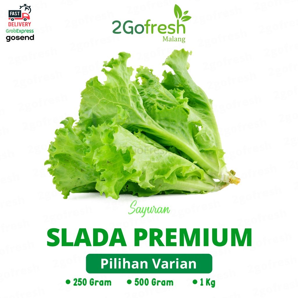 Jual Daun Slada/ Selada/ Lettuce Fresh - Sayur Sayuran | Shopee Indonesia