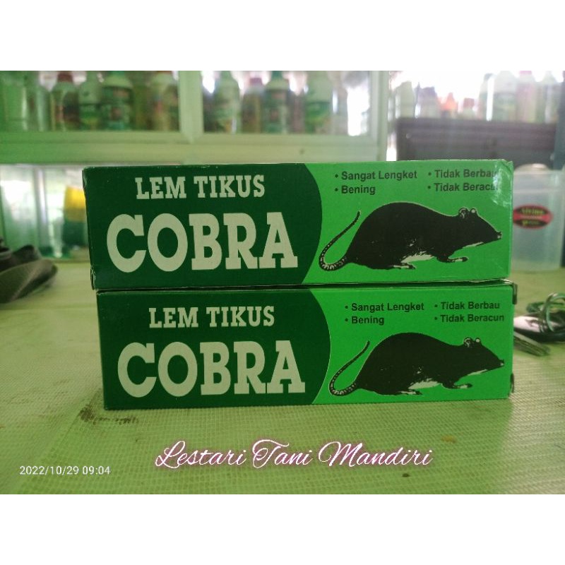 Jual LEM TIKUS COBRA (terdapat 2 Kotak lem tkus) | Shopee Indonesia