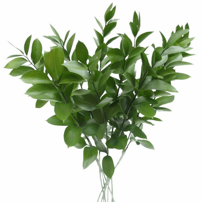 Jual Bunga Daun Ruskus Segar (Per 5 Batang) | Shopee Indonesia