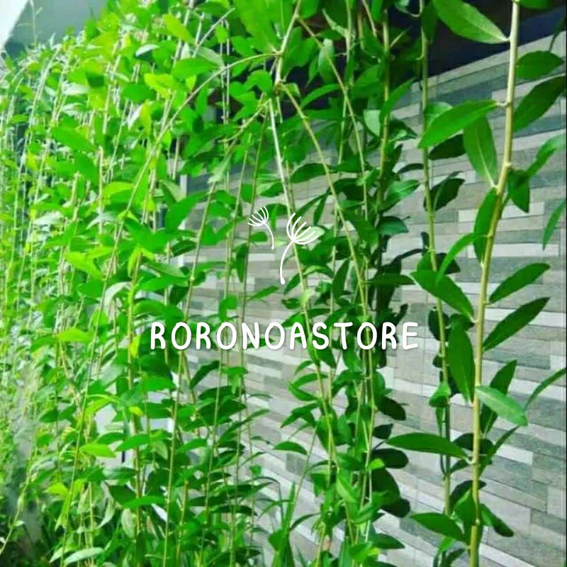 Jual tanaman hias lee kwan yew, le kwan yu, lee kuan yew, li kuan yu ...