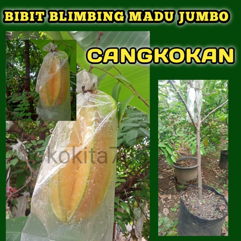 Jual Bibit belimbing blimbing madu jumbo cangkok super unggul 1 meter ...