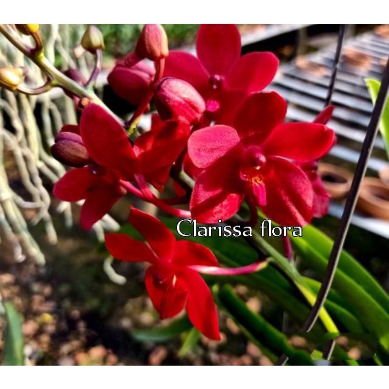 Jual ANGGREK DENDROBIUM SUPER RED-sudah Knop/Spike-DENDROBIUM | Shopee ...