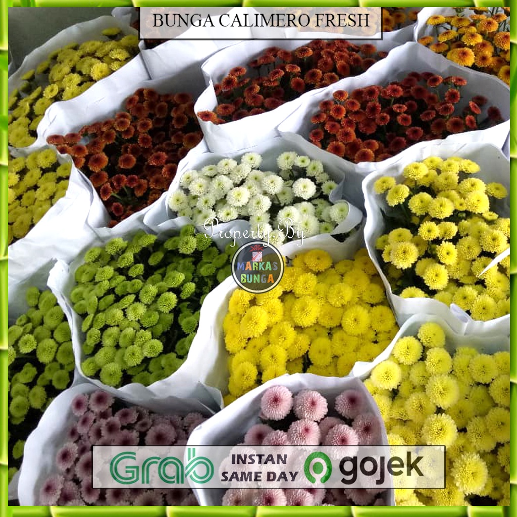 Jual Bunga calimero asli fresh | Shopee Indonesia
