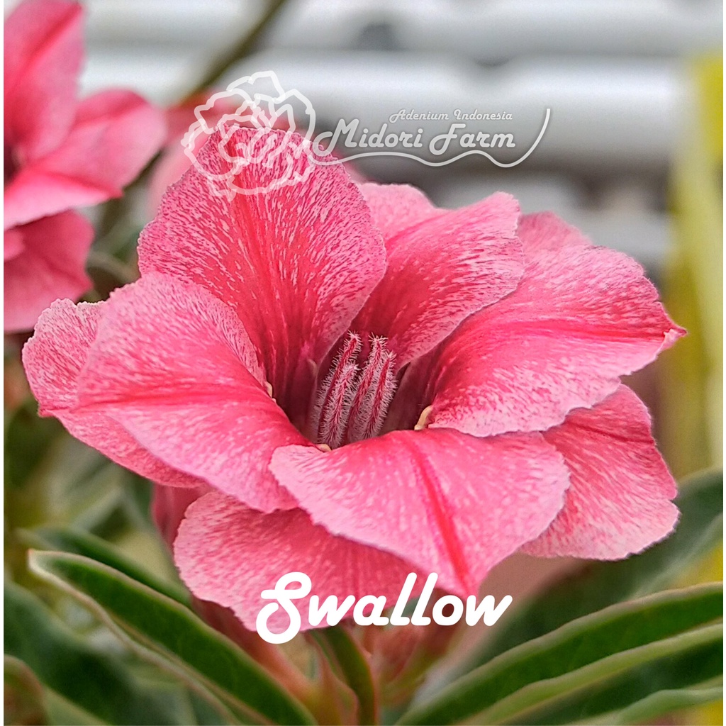 Jual Adenium Grafting Sambungan Bunga Tumpuk Swallow Size A Shopee
