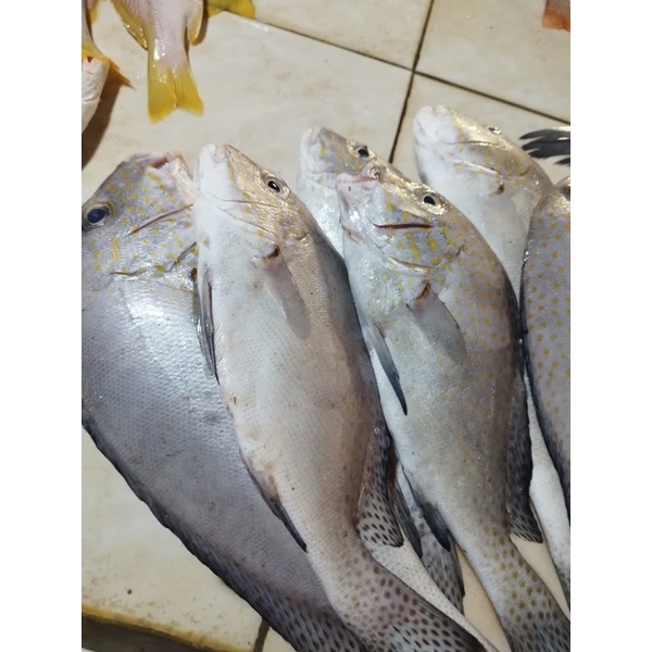 Jual ikan lape fresh | Shopee Indonesia