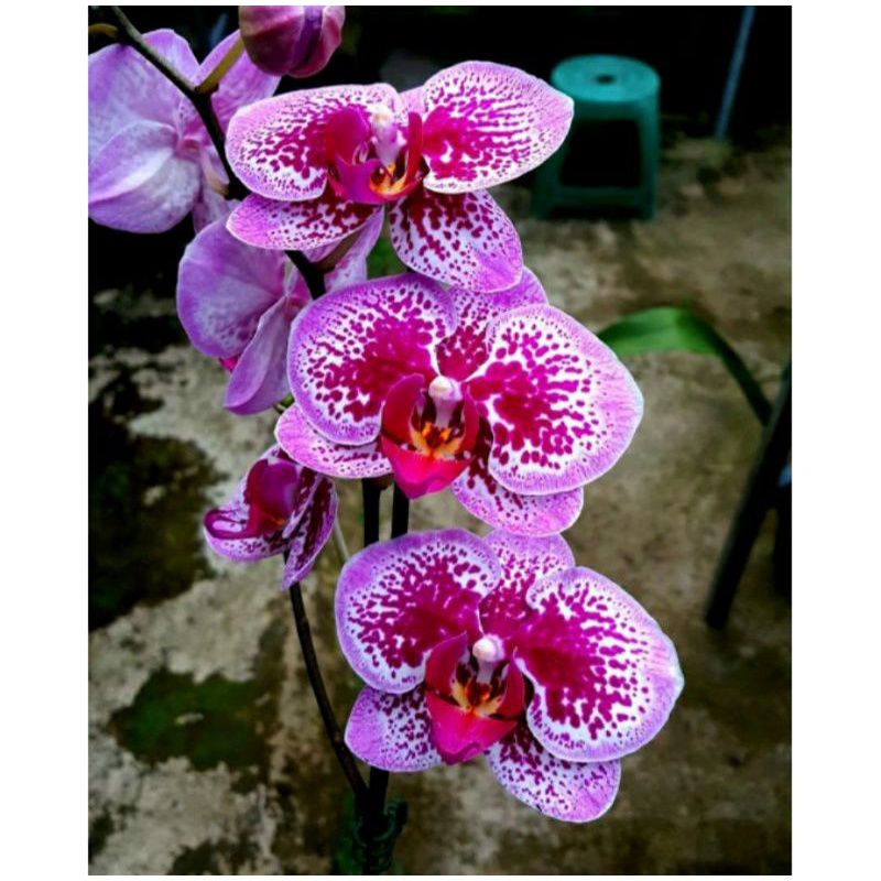 Jual ANGGREK BULAN JUMBO NAVY GALAXY-sudah Spike/Knop BUNGA MEKAR ...