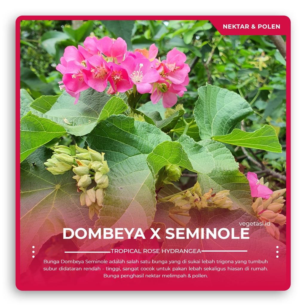Jual Bibit Bunga Dombeya Seminole Vegetasi untuk Trigona atau Klanceng ...