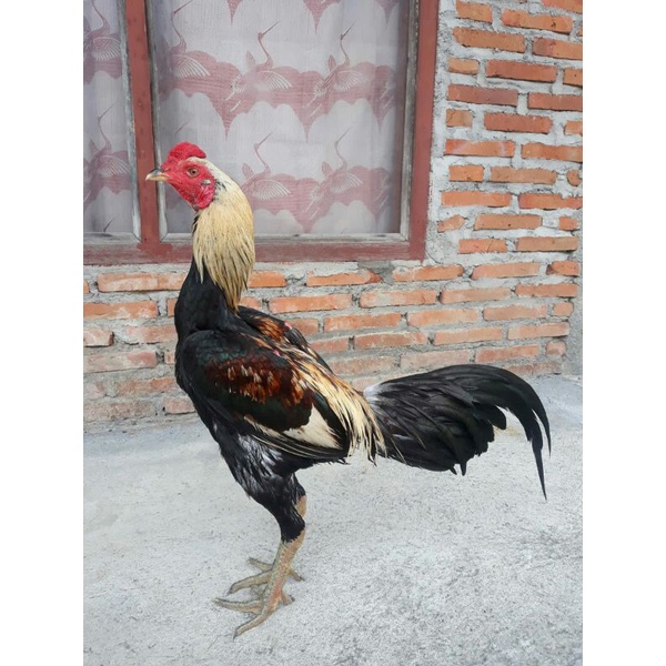 Jual pama ninja(SOLD) | Shopee Indonesia