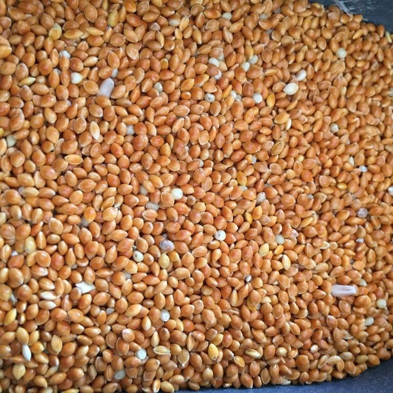 Jual Millet Merah / Red Millet 500gr | Shopee Indonesia