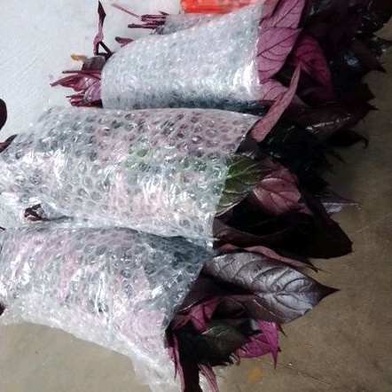 Jual Tanaman Herbal Daun Handeleum Ungg'u/tanaman herbal daun handelem ...